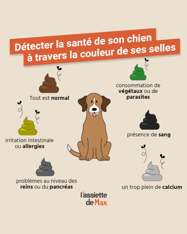Les selles du chien : tout ce qu’il faut savoir - L'assiette de Max